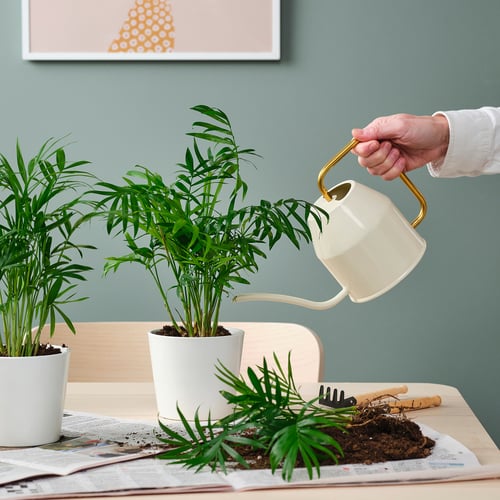 CHAMAEDOREA ELEGANS Pflanze, Bergpalme, 9 cm - IKEA Deutschland