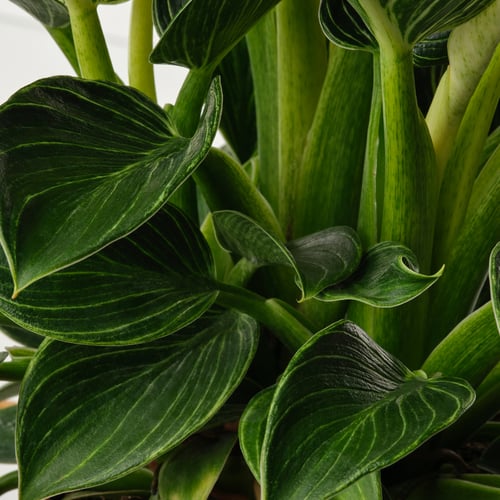 PHILODENDRON potted plant, Philodendron assorted, 12 cm - IKEA Germany