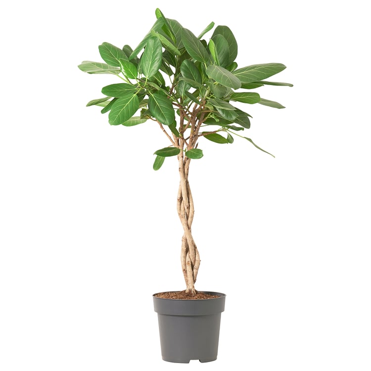 FICUS BENGHALENSIS Plante, indisk figen, 24 cm - IKEA