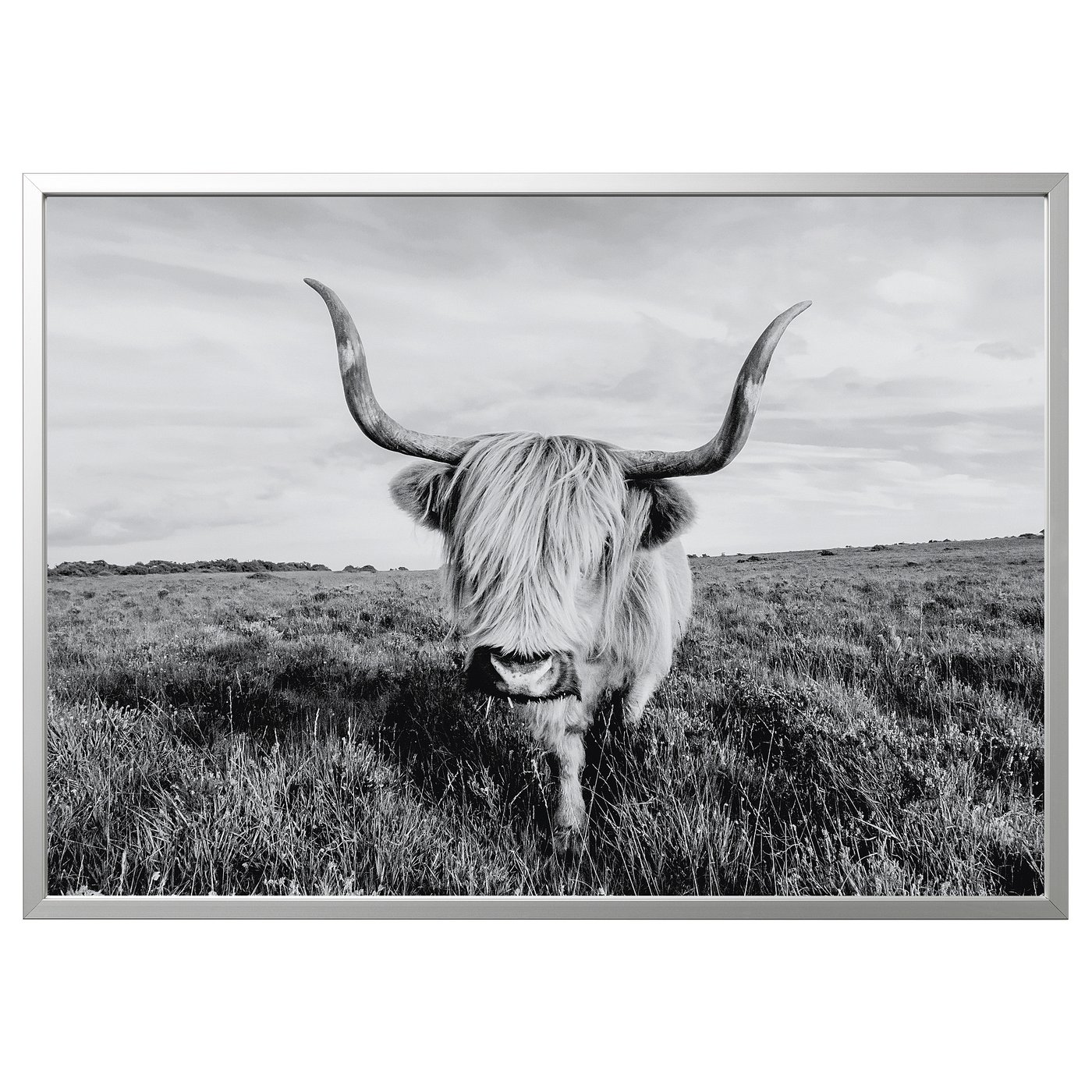BJÖRKSTA picture with frame, curious cow/aluminium-colour, 140x100 cm ...