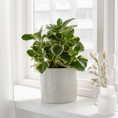 CHIAFRÖN macetero, interior/exterior blanco, 15 cm - IKEA