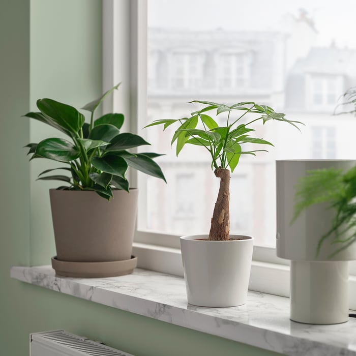 PACHIRA AQUATICA planta, Pachira, 9 cm - IKEA