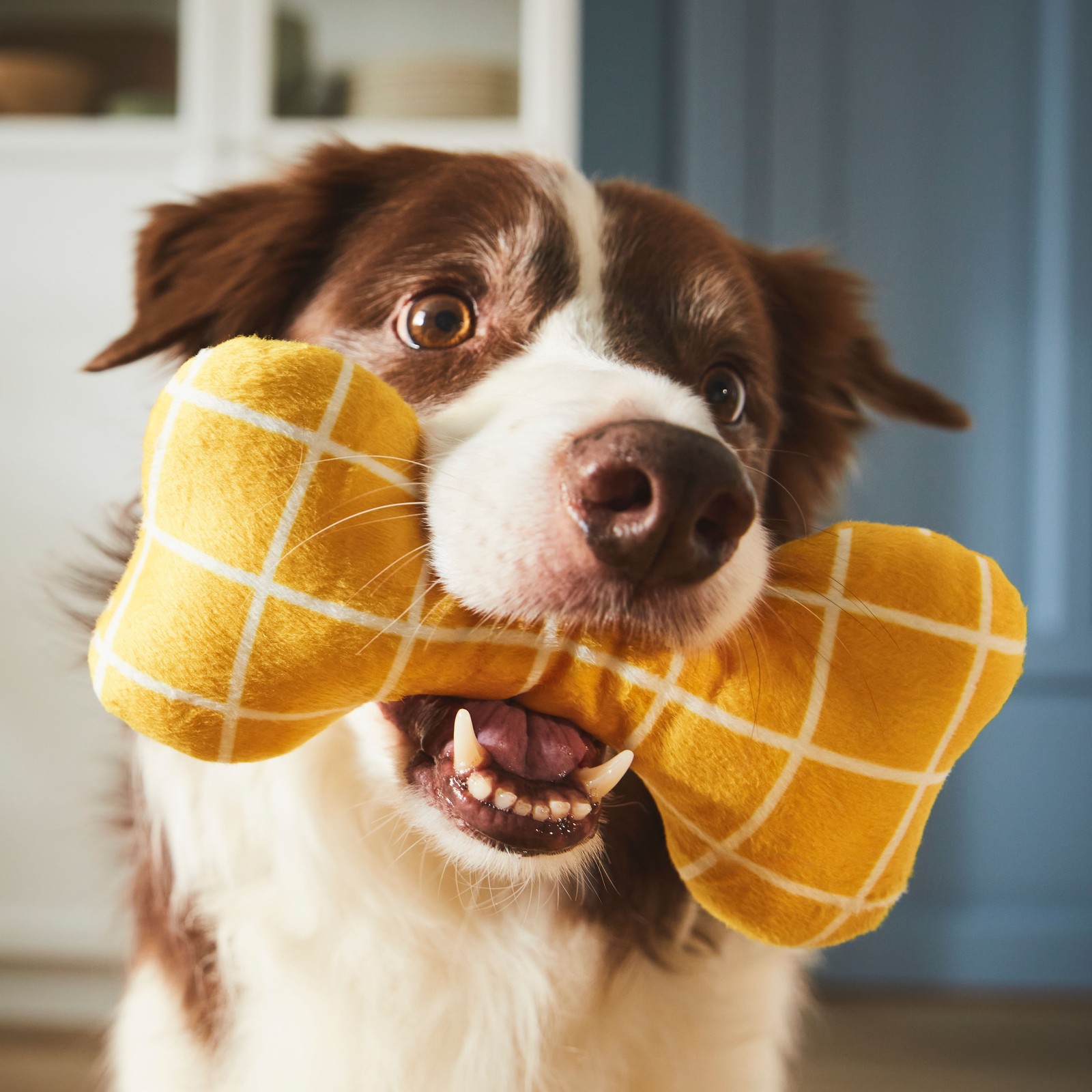 Perfect gifts ideas for your pet - IKEA Ireland