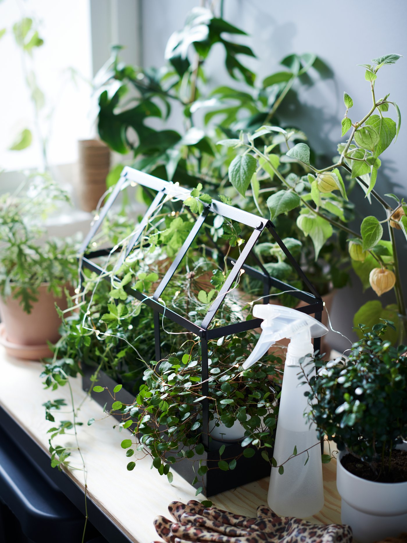 Plants, plant pots & stands – Growing Kits & Accessories - IKEA