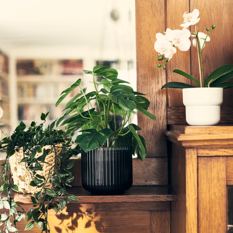 Plants - Flowers - IKEA UK