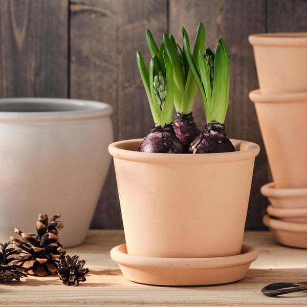 Blommor och plantor för både ute och inne - IKEA