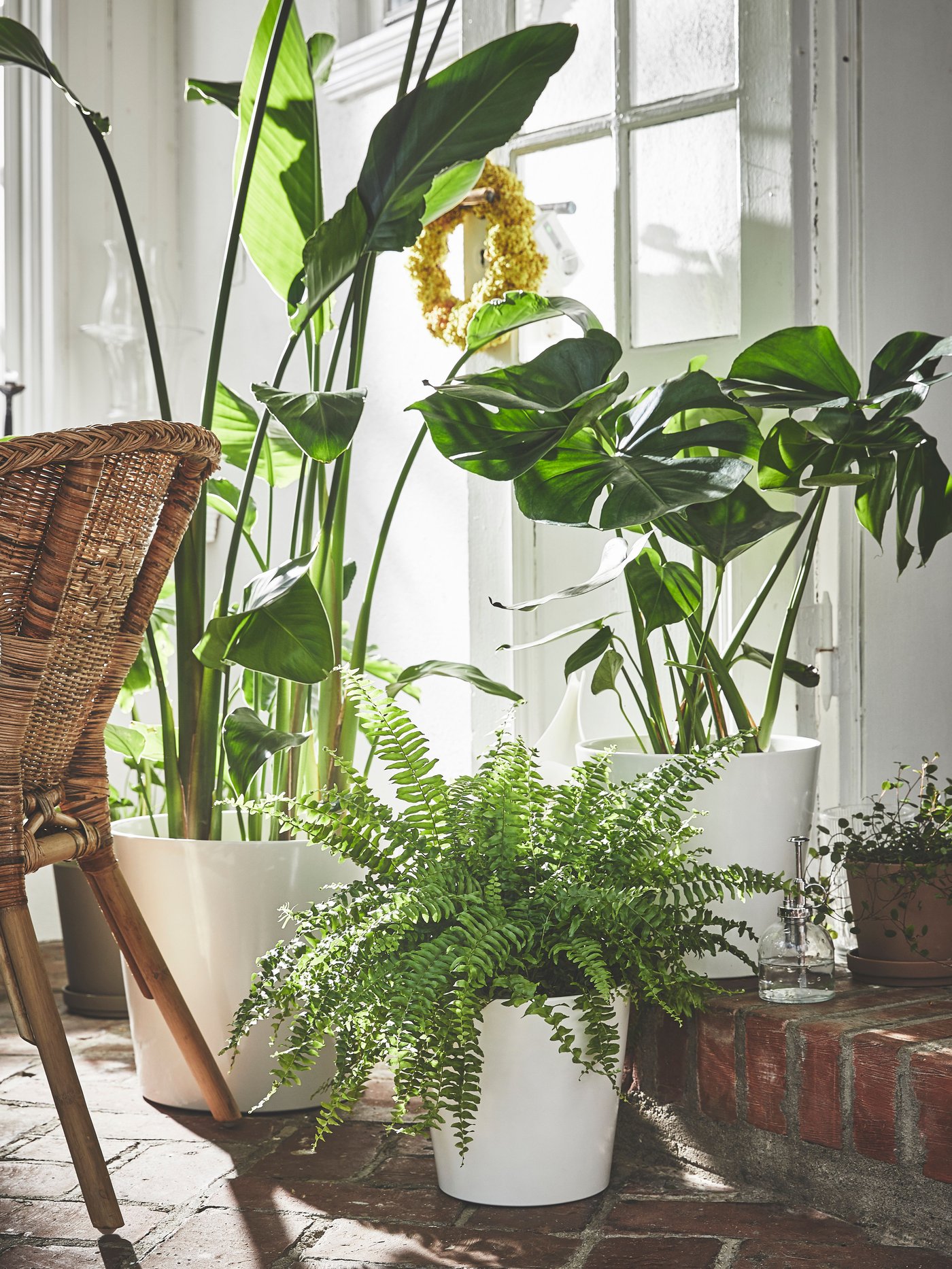 House Plants - Outdoor Plants - Indoor Plants - IKEA UK