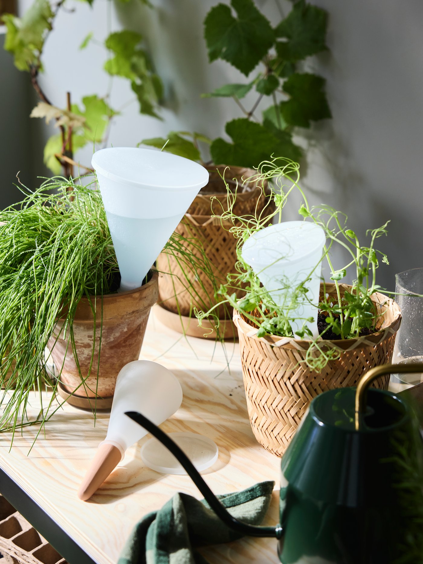 Planten & potten voor binnen kopen? | Bekijk onze collectie - IKEA