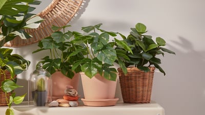 Plants & Flowers - Affordable Plants & Gardening Tools - IKEA CA