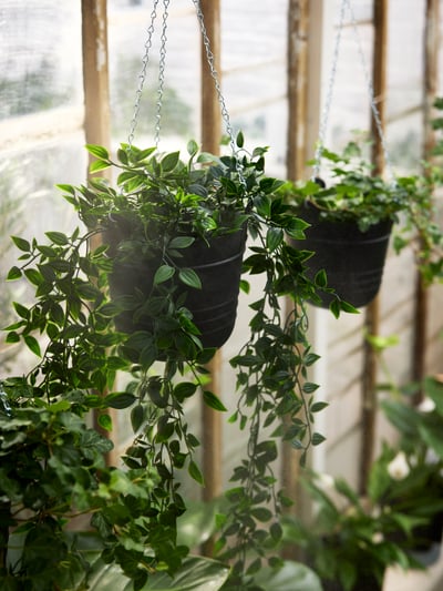 Outdoor Plants - Pots, Stands, Planters And Flower Boxes - IKEA CA