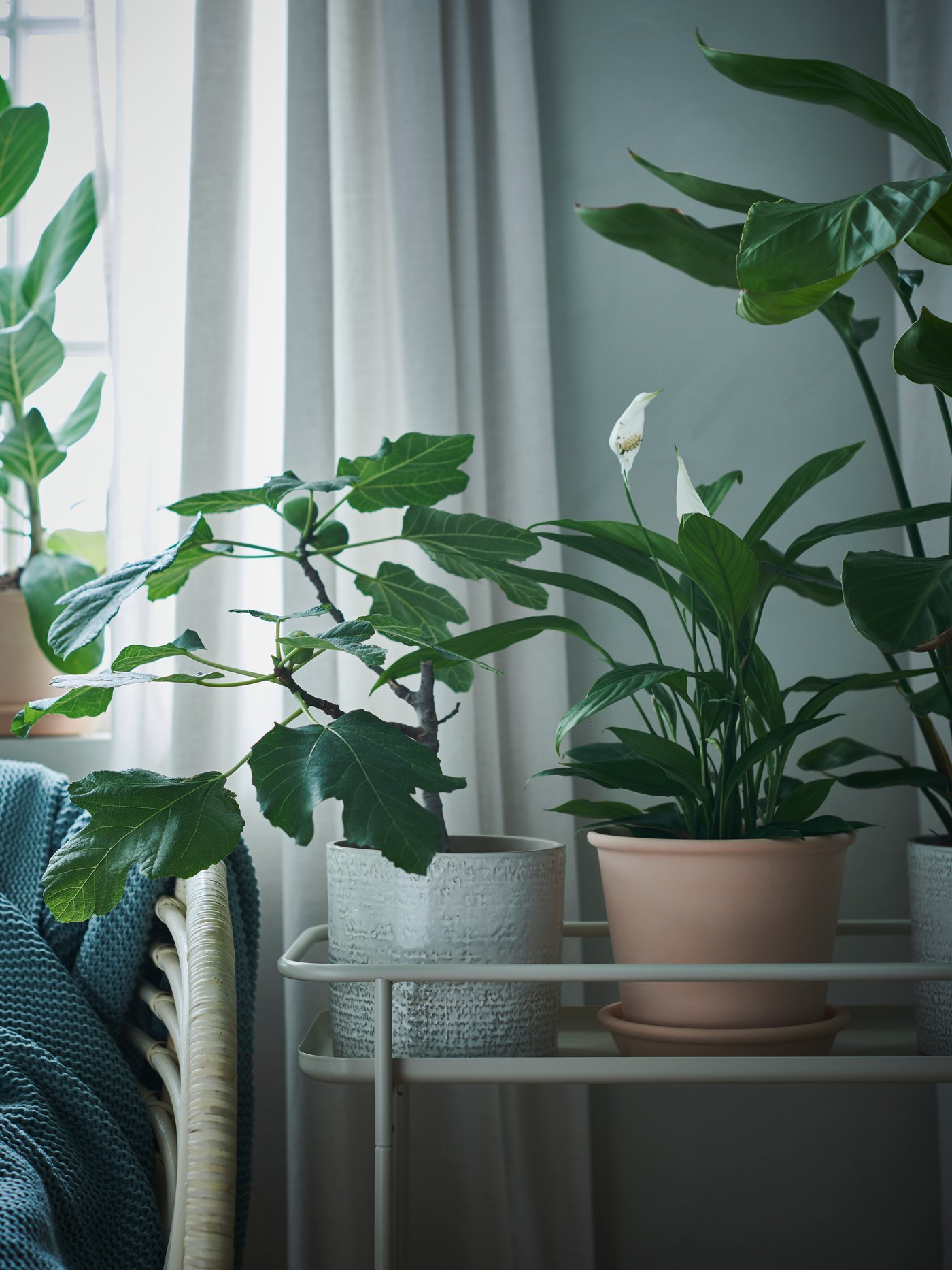 Growing Plants Indoors – Indoor Plant Tips - IKEA