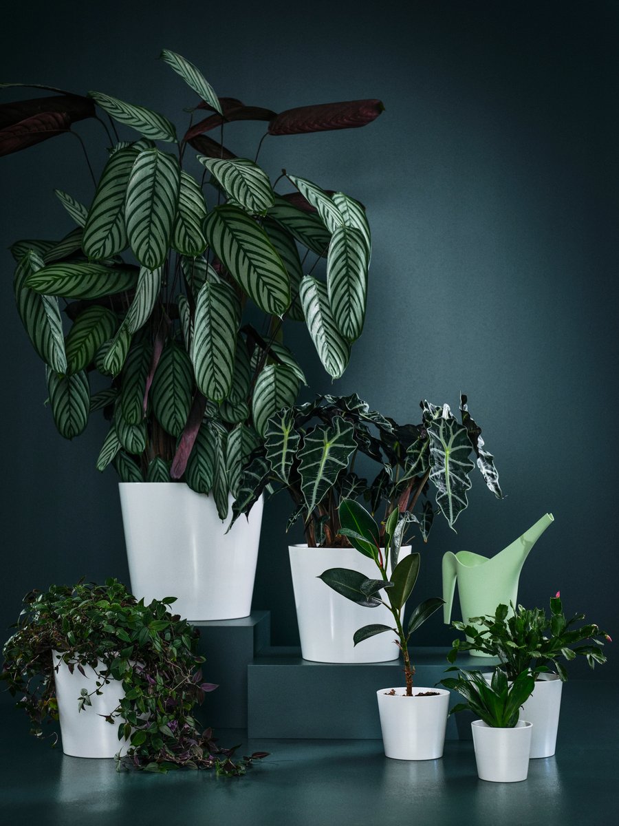 Buy Planters and House Plants at an Affordable Price - IKEA