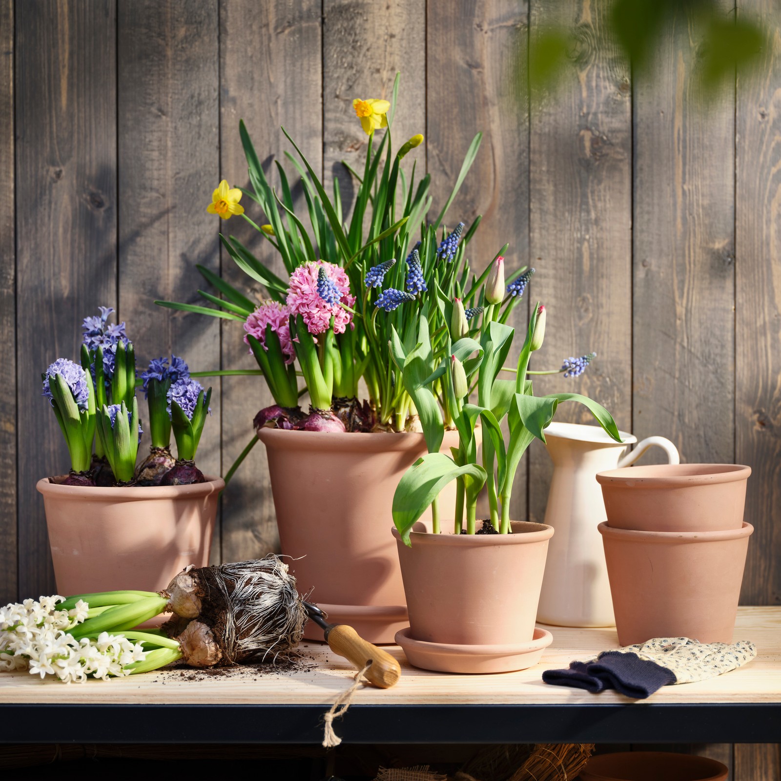 Buy Affordable Pots & Plants at IKEA Belfast - IKEA
