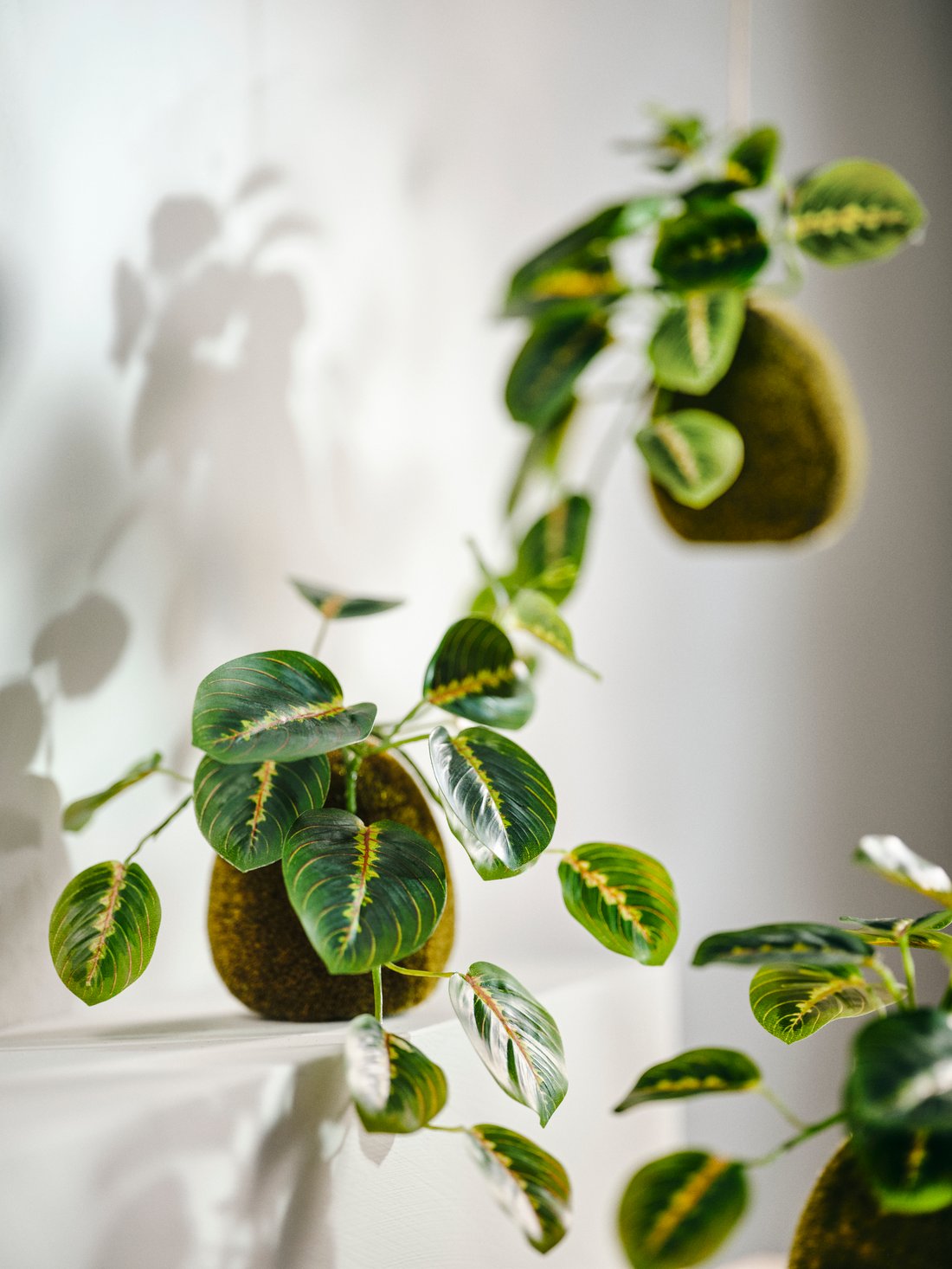 Plants & Flowers – Home Decoration and Gardening - IKEA CA