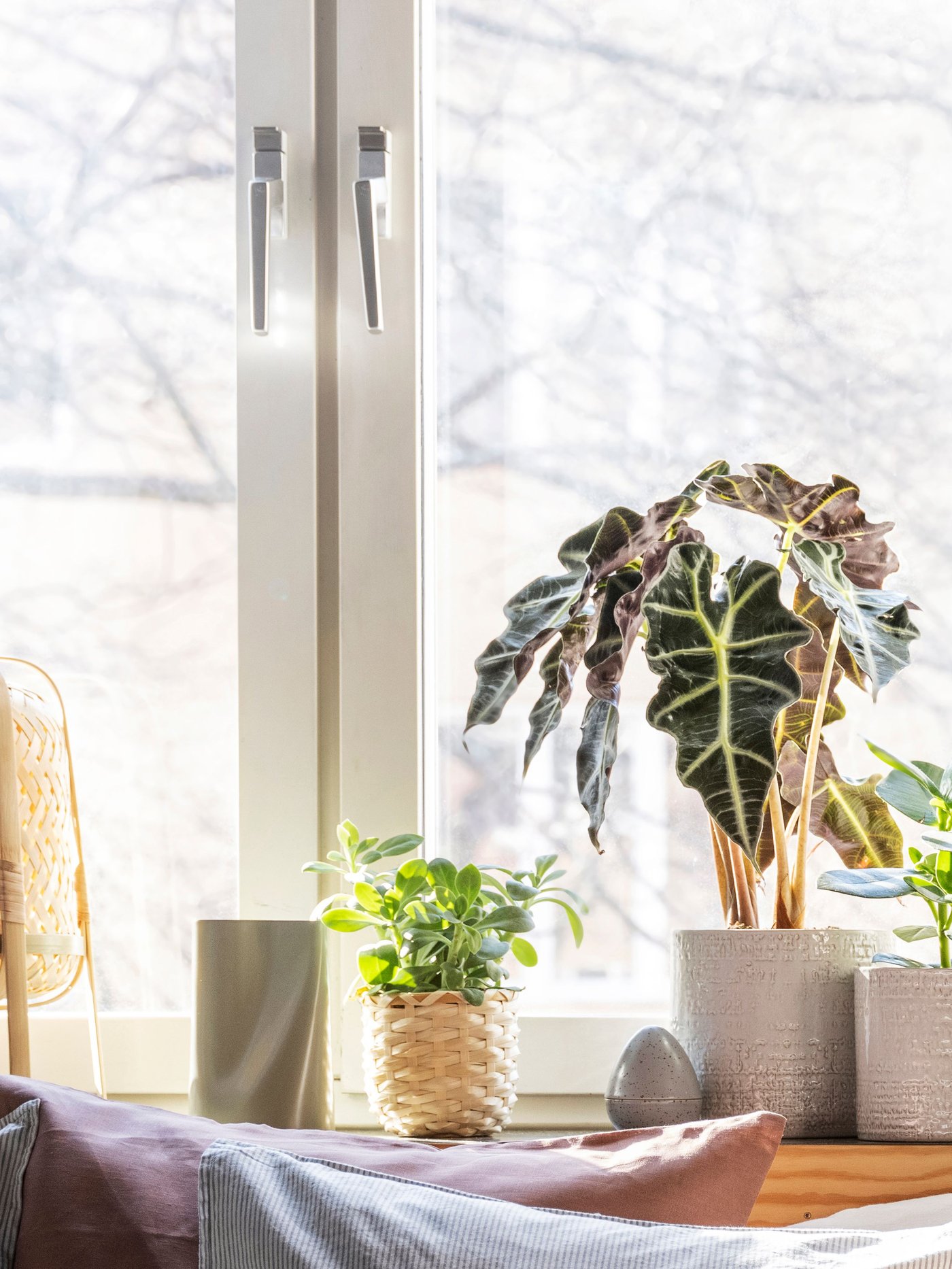 Planten & potten voor binnen kopen? | Bekijk onze collectie - IKEA