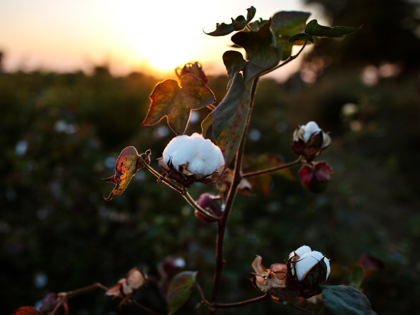 Committed to using more sustainable cotton - IKEA Australia
