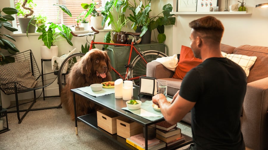 Dining With Your Dog | Everyday Rituals - IKEA CA