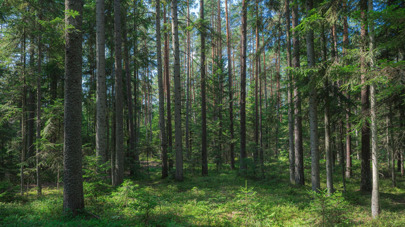 How IKEA Sources Wood Responsibly - IKEA CA