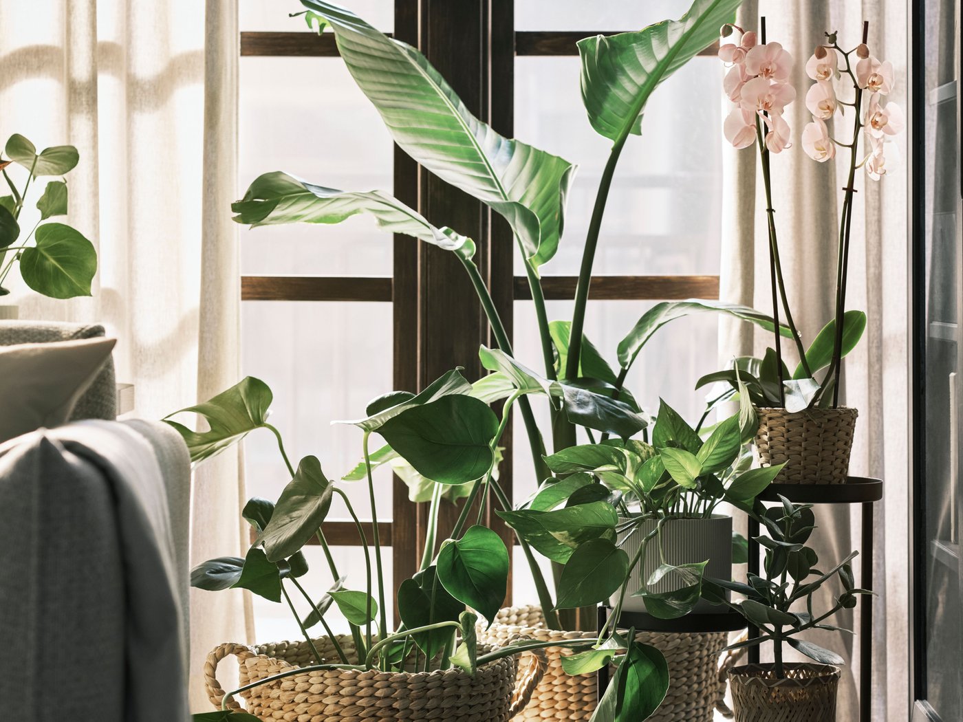 Planten & potten voor binnen kopen? | Bekijk onze collectie - IKEA