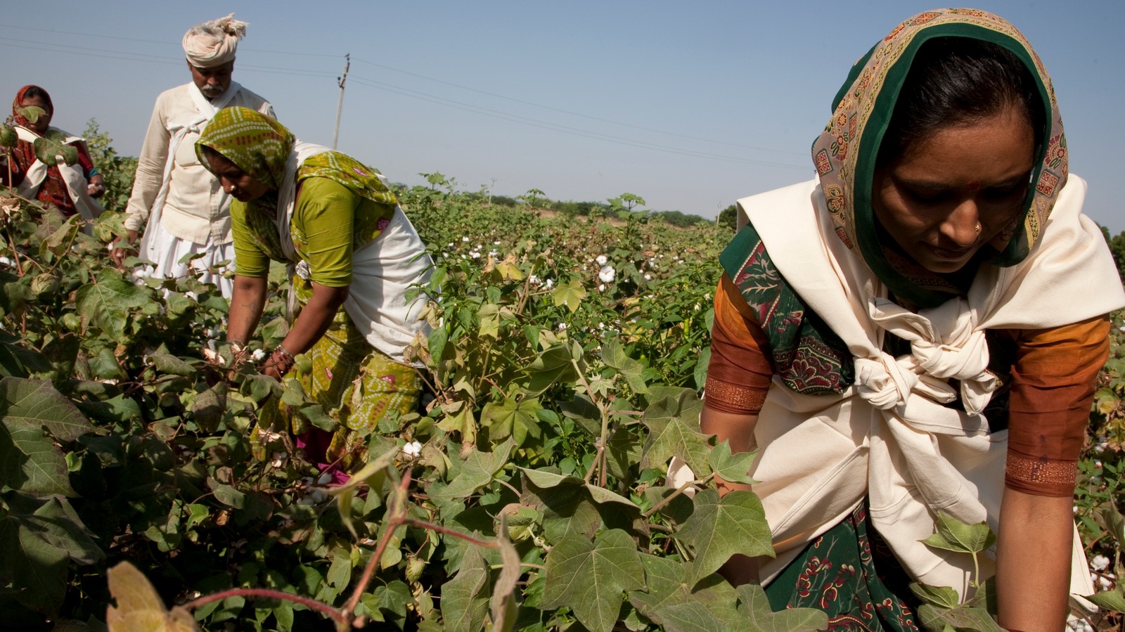 Committed to using more sustainable cotton - IKEA