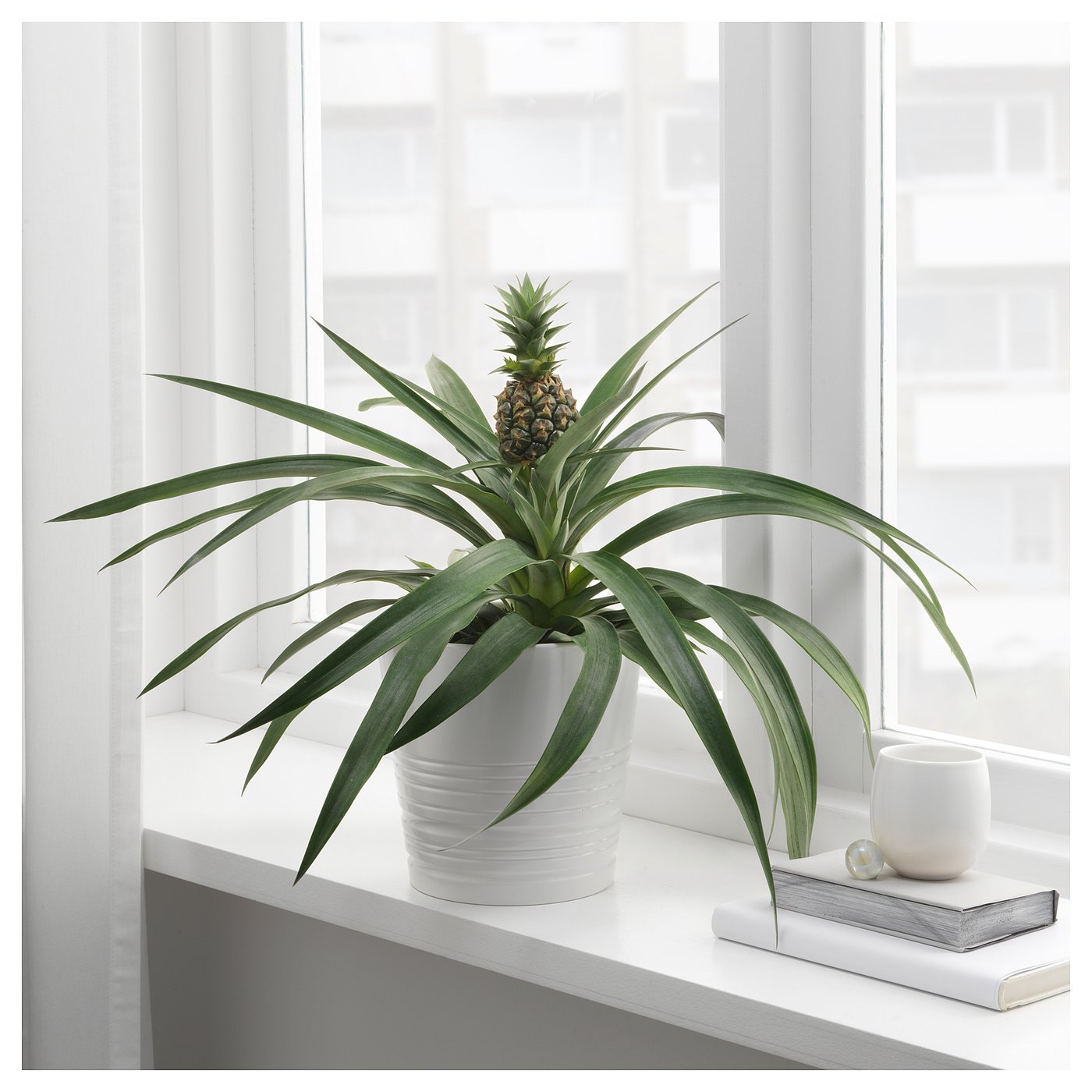 ANANAS Plante en pot, ananas - IKEA