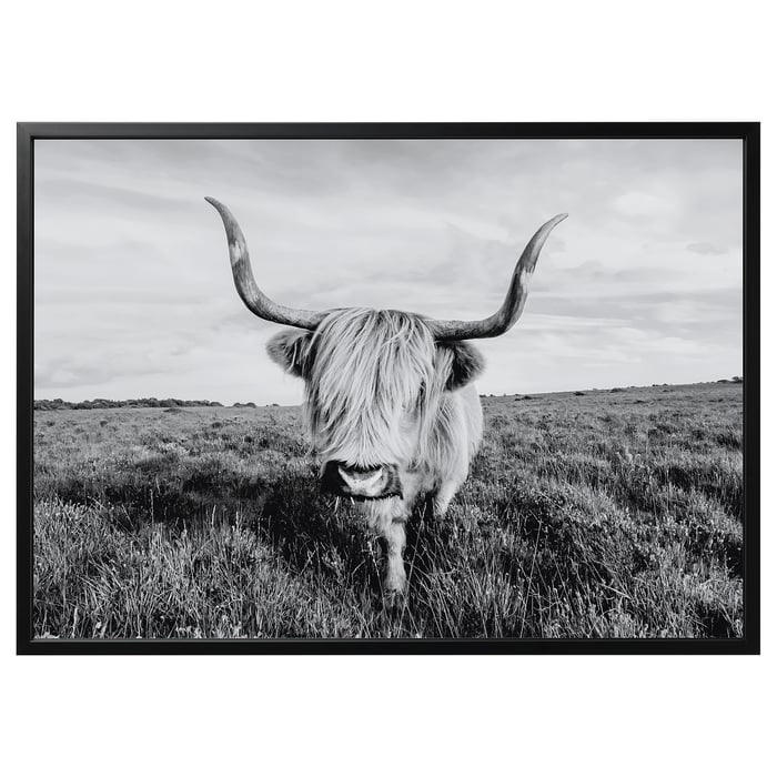 BJÖRKSTA image avec cadre, vache curieuse/noir, 140x100 cm - IKEA