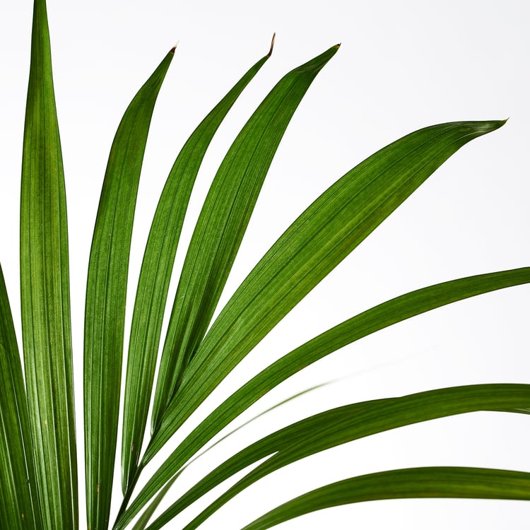 HOWEA FORSTERIANA plante naturelle, 24 cm - IKEA