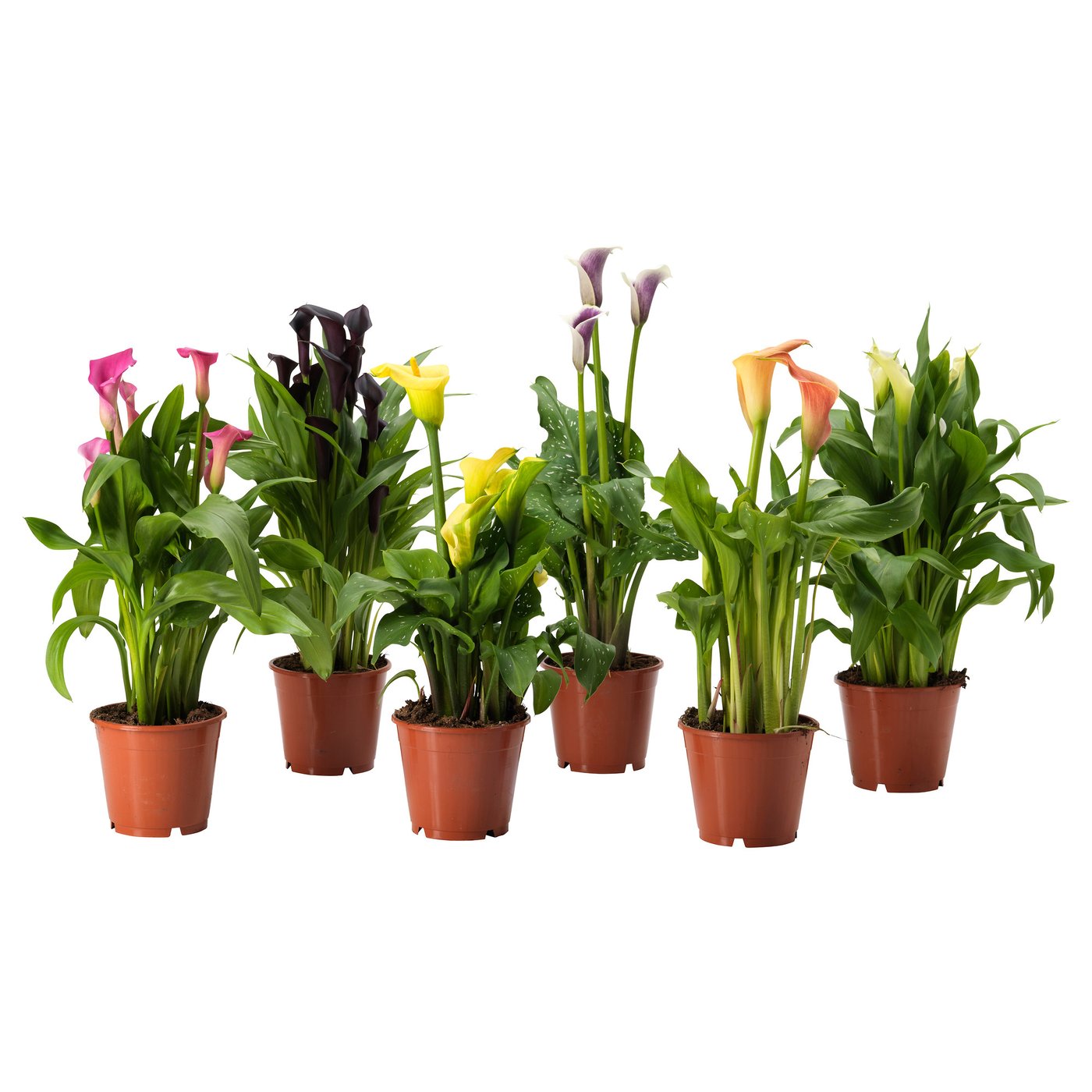 ZANTEDESCHIA plante naturelle, Calla diverses espèces, 14 cm - IKEA