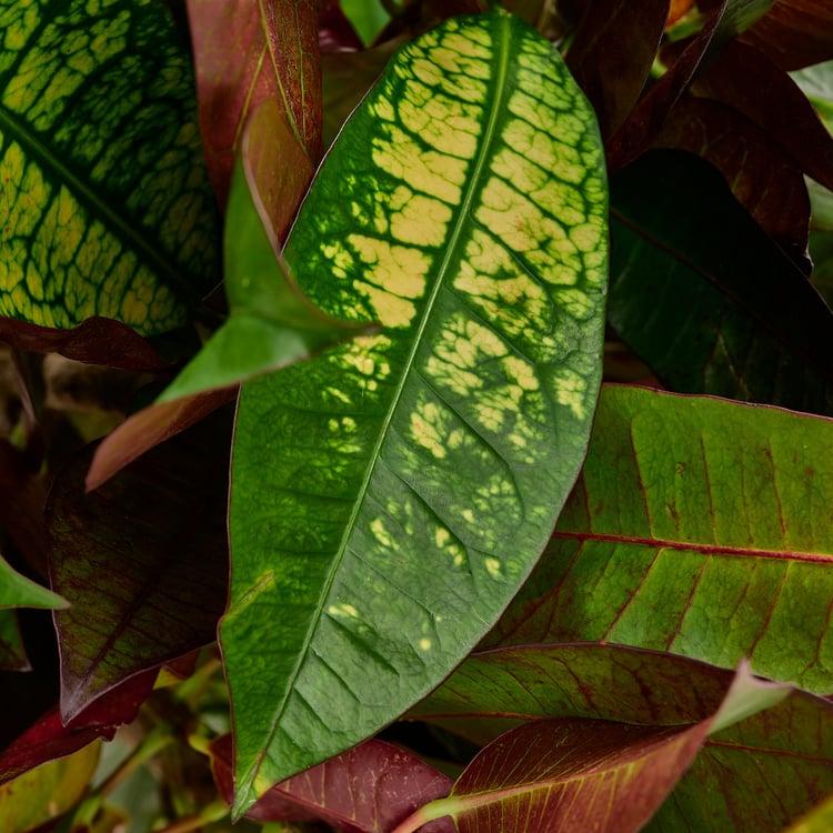 CODIAEUM potted plant, Croton, 21 cm - IKEA UK