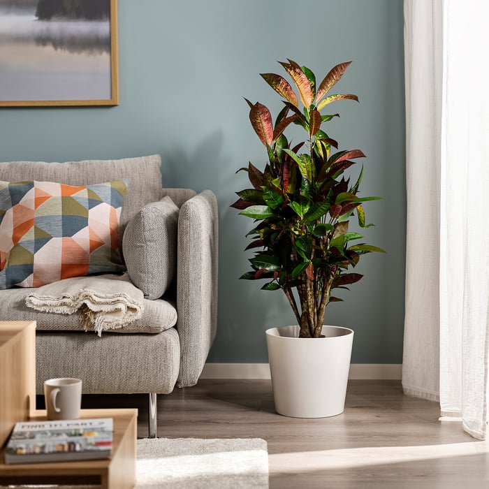 CODIAEUM potted plant, Croton, 21 cm - IKEA UK