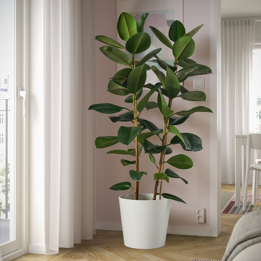 FICUS ELASTICA ROBUSTA potted plant, Rubber plant, 27 cm - IKEA UK
