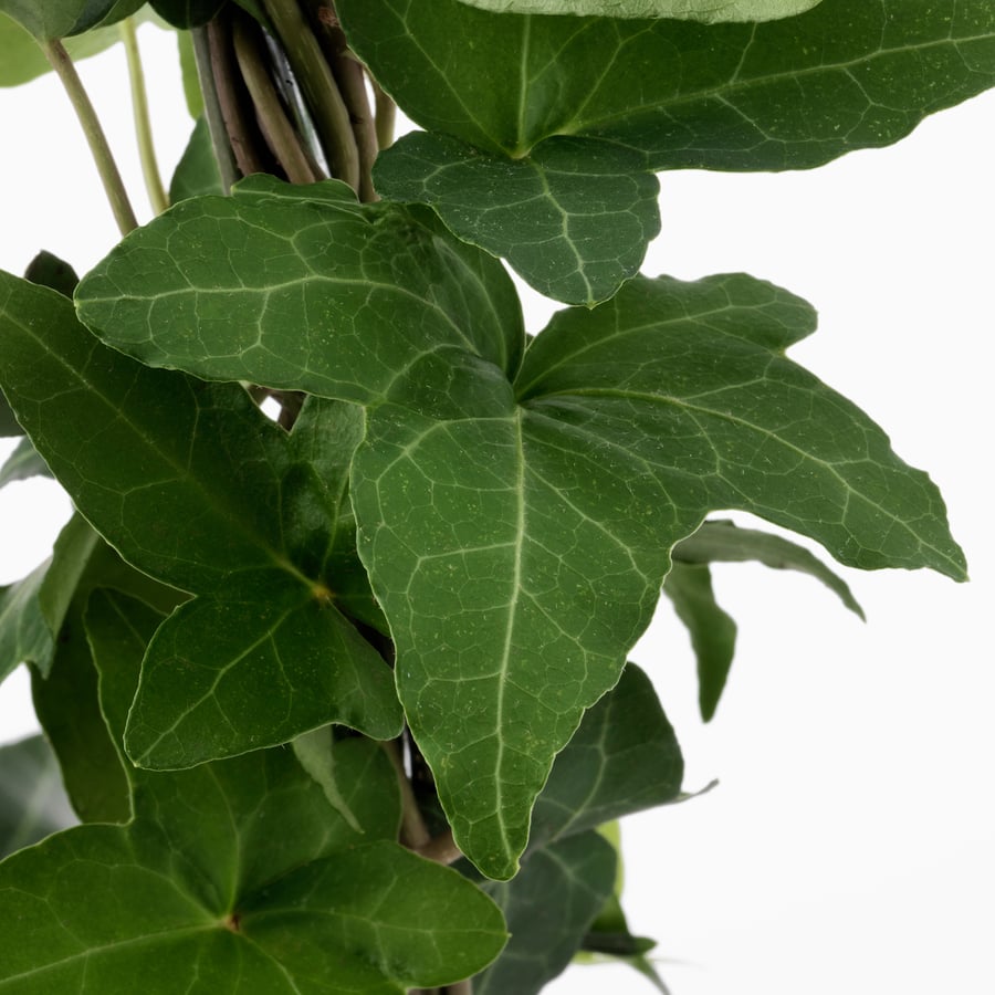 HEDERA HELIX potted plant, Ivy assorted, 12 cm - IKEA