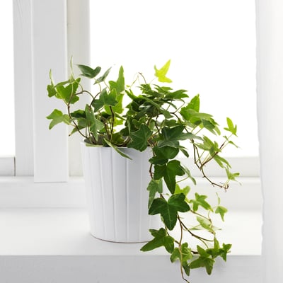 HEDERA HELIX Ivy, Potted plant - IKEA