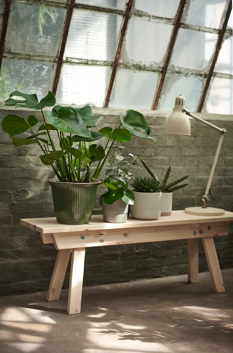 MONSTERA potted plant, Swiss cheese plant, 21 cm - IKEA UK