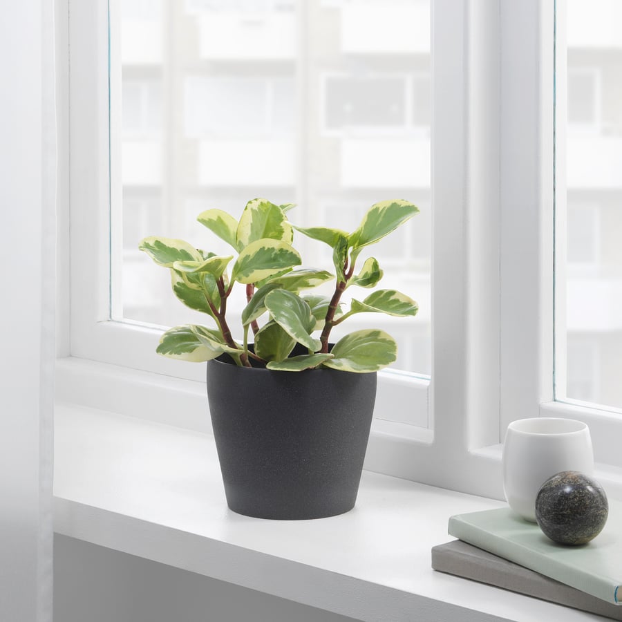 PERSILLADE plant pot, dark grey, 12 cm - IKEA UK