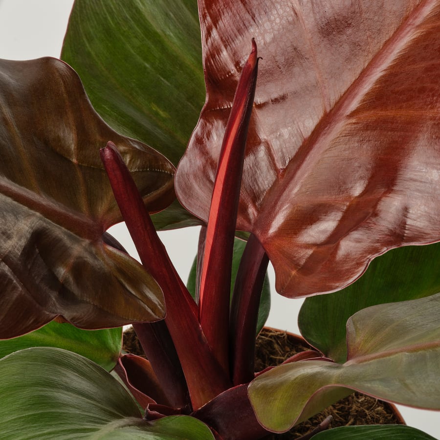 PHILODENDRON potted plant, Philodendron assorted, 12 cm - IKEA UK