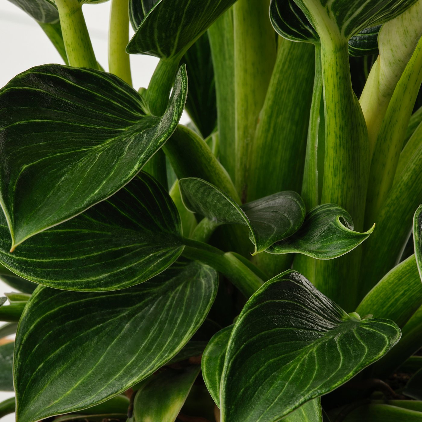 philodendron uk