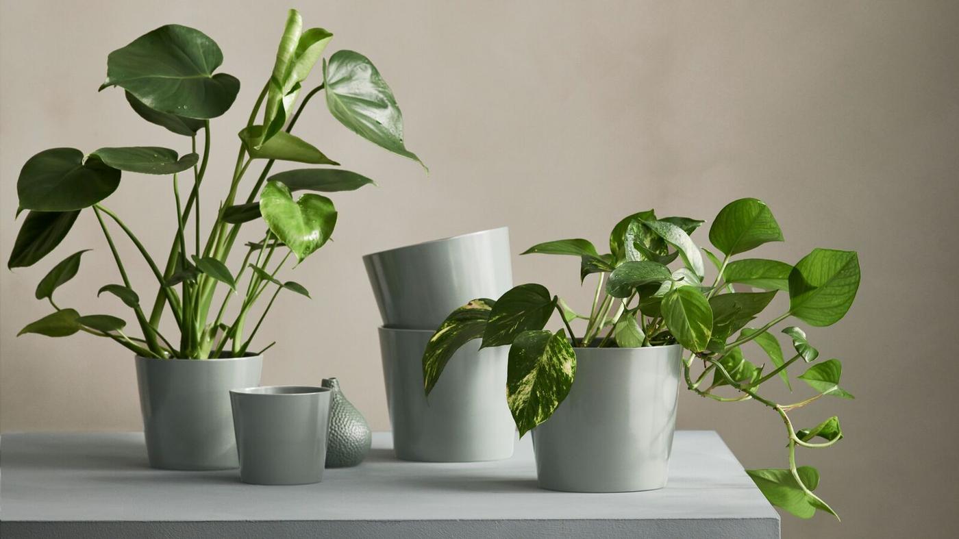 Flower Pots - Flower Planters - IKEA UK