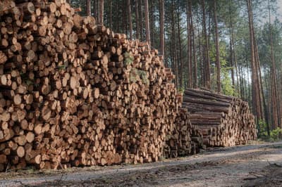 How does IKEA make sure its wood is responsibly sourced? – IKEA Global