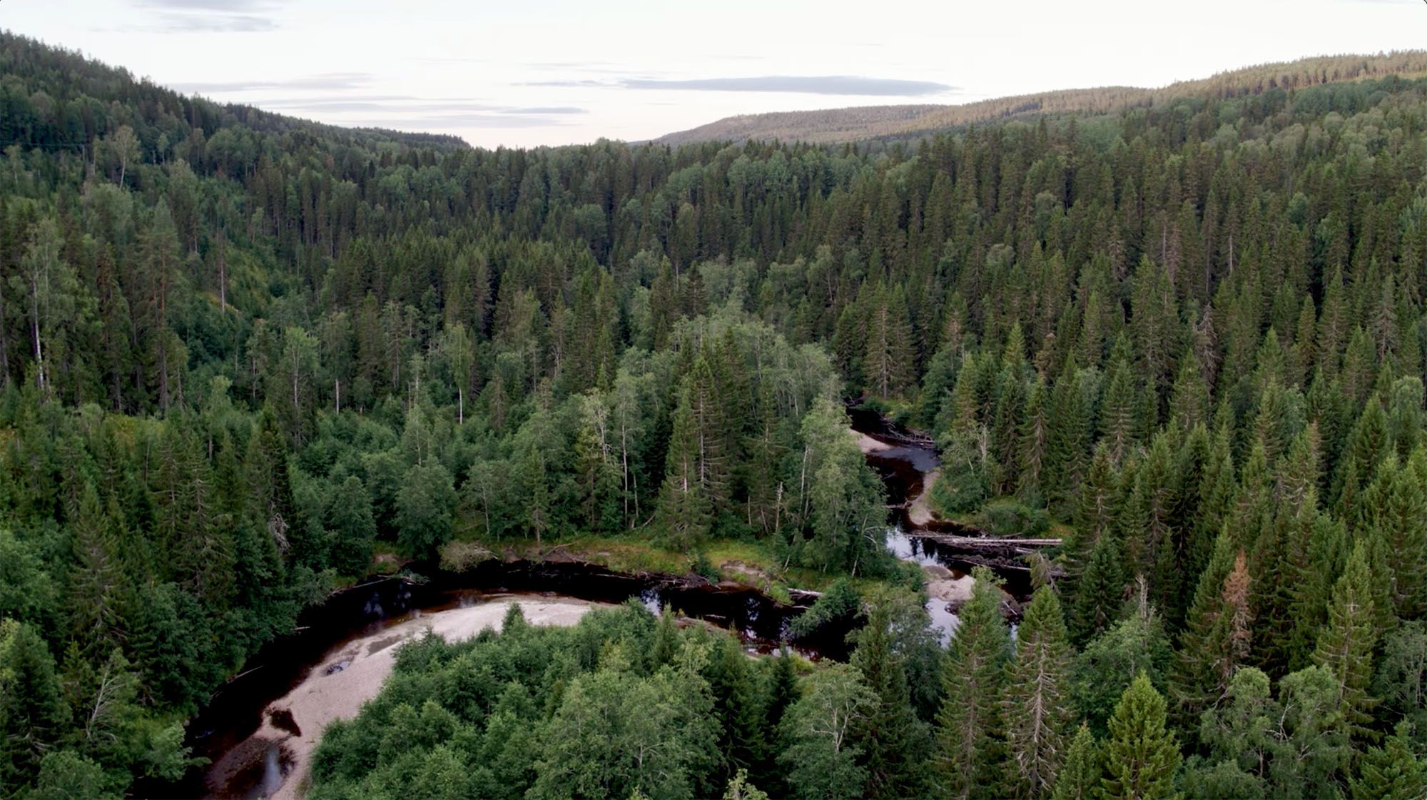 How We Work With Wood And Forestry Ikea Global