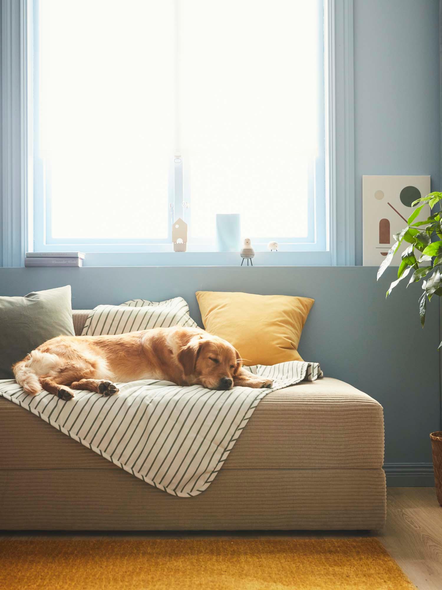 The life of pets at home: UTSÅDD pet collection – IKEA Global