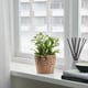 FRIDFULL plant pot, water hyacinth, 12 cm - IKEA Ireland