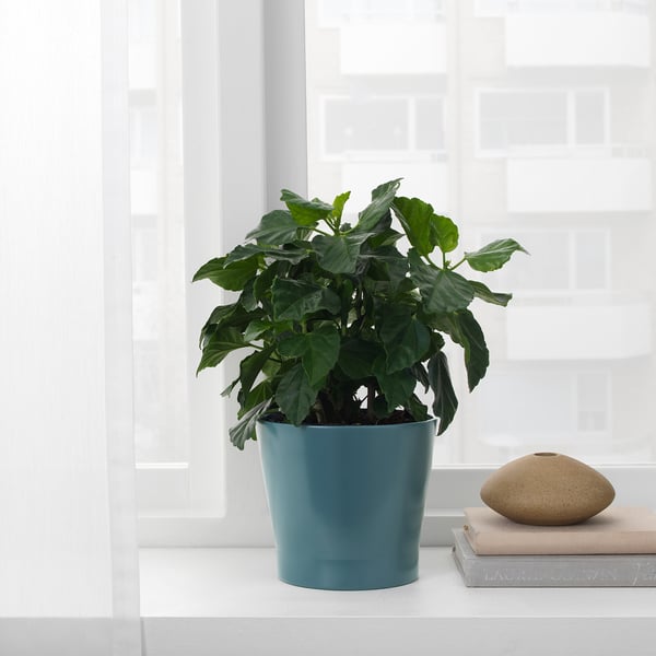 Blue Flower Pot Planting Design Ideas