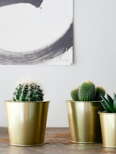 How to grow and care for your cactus - IKEA