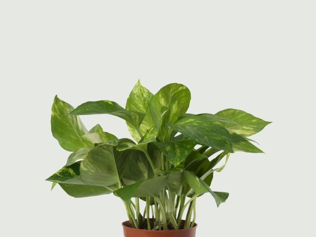 How to grow and care for your devil's ivy - IKEA