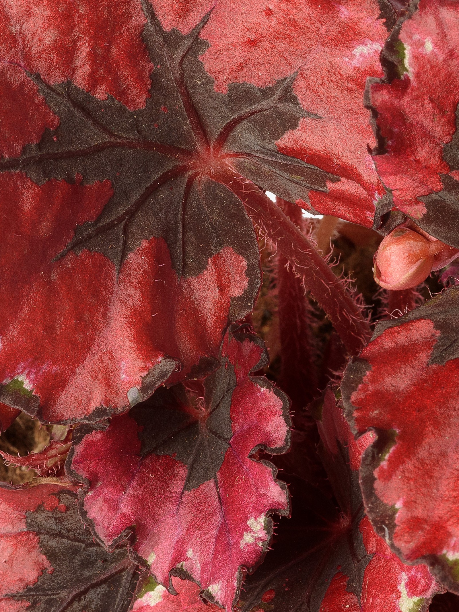 How to grow and care for your Begonia plant - IKEA Australia