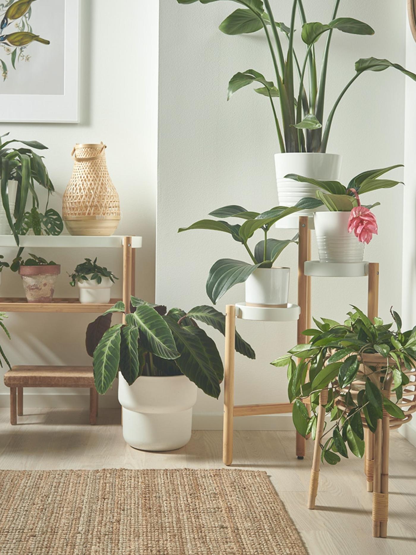 Pasu & tumbuhan - IKEA