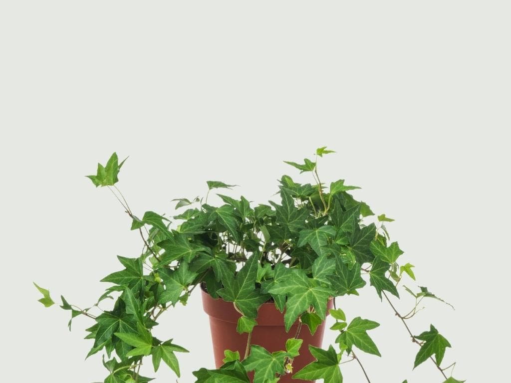 How to grow and care for your ivy - IKEA