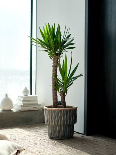 How to grow and care for your spineless yucca - IKEA