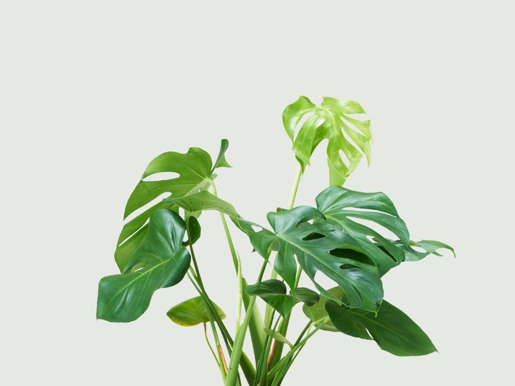 How to grow and care for your Monstera swiss cheese - IKEA